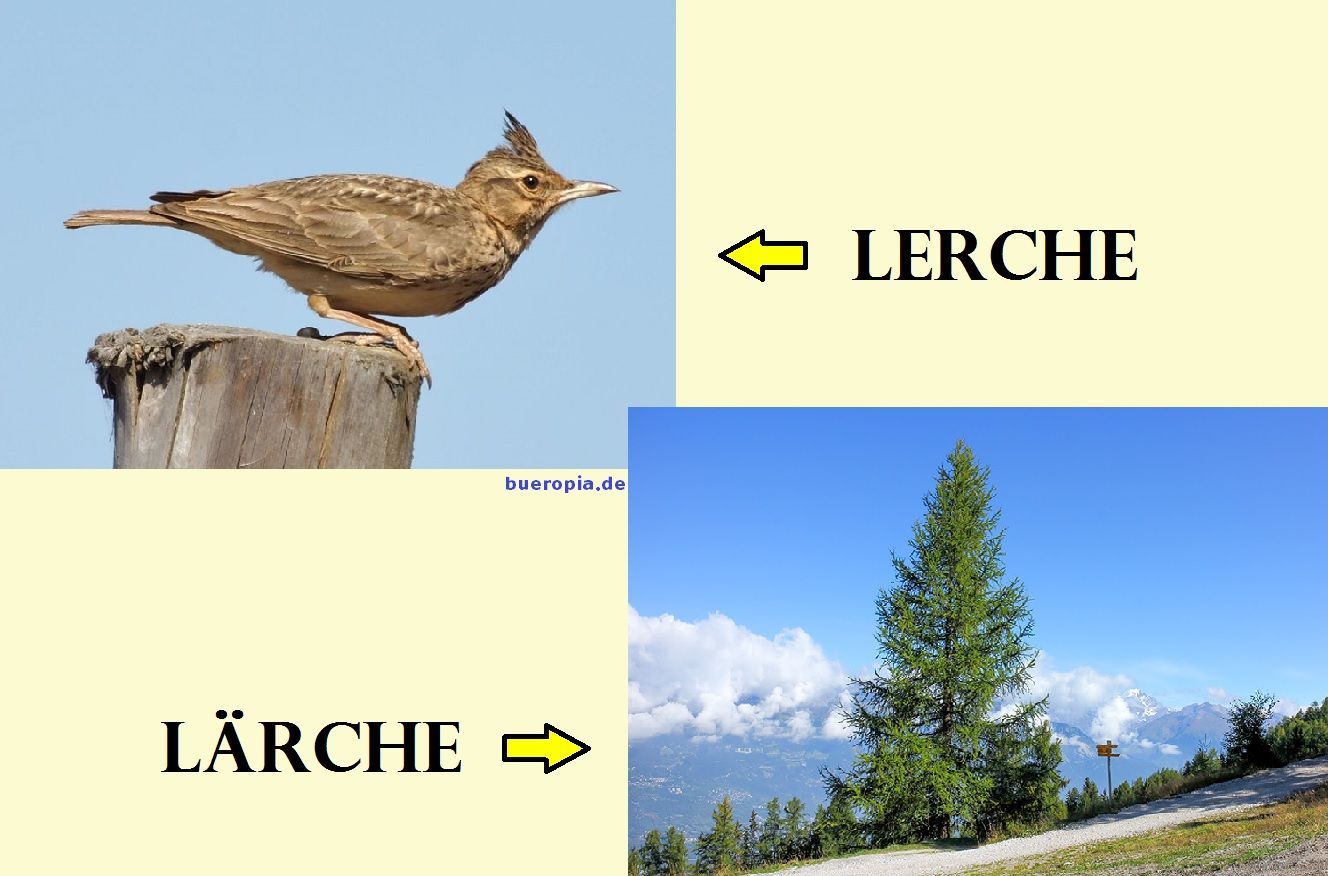 Lerche oder Lärche